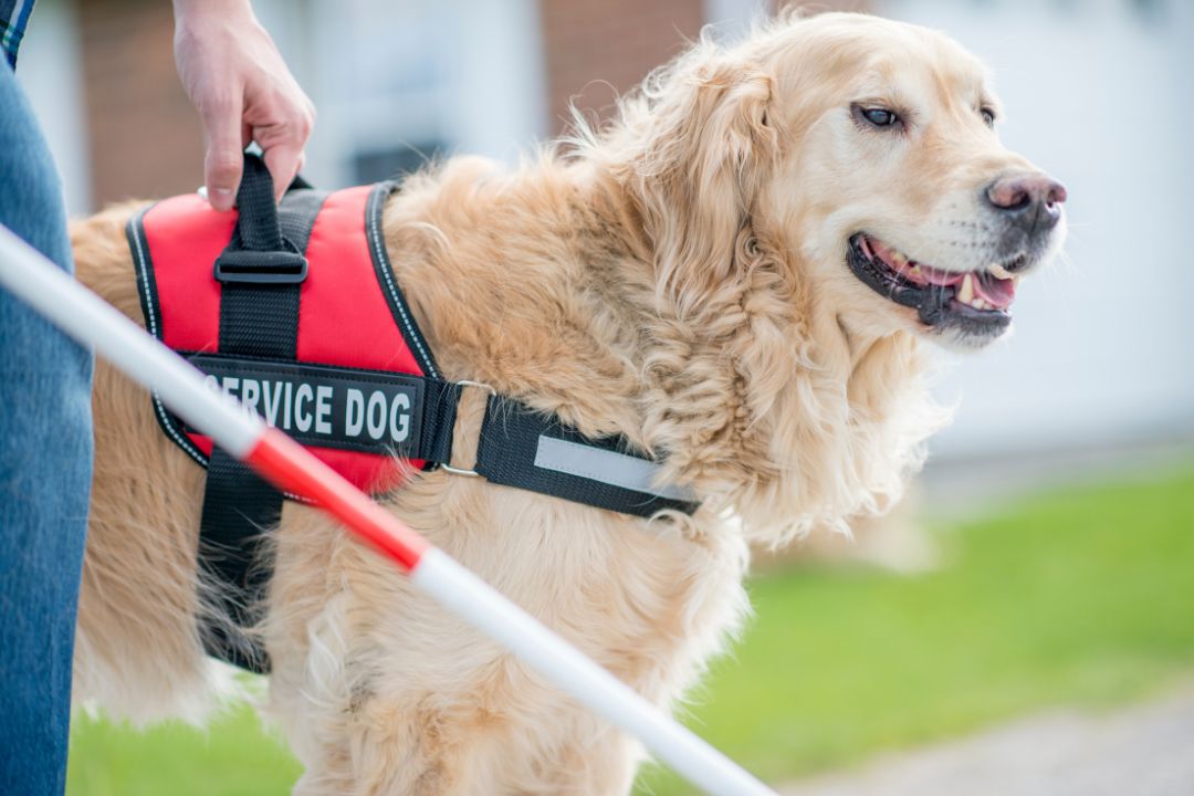 Emotional Support Dog Vests - Why You Don't Need One | Pettable