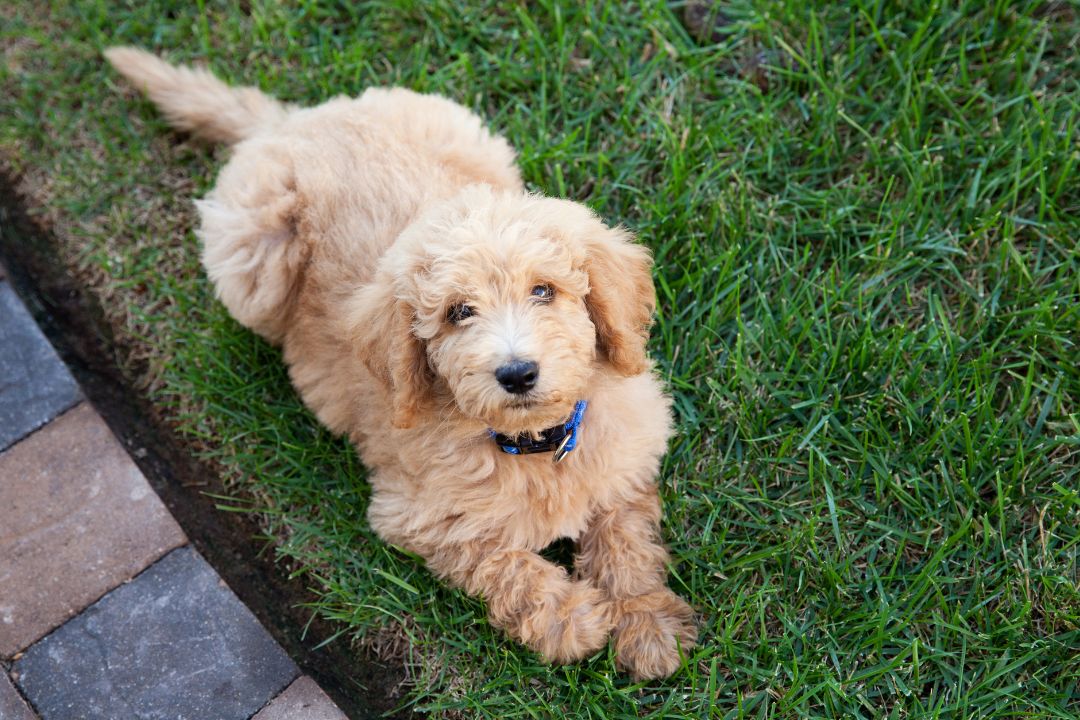 How to Get a Labradoodle Service Dog: A Complete Guide | Pettable