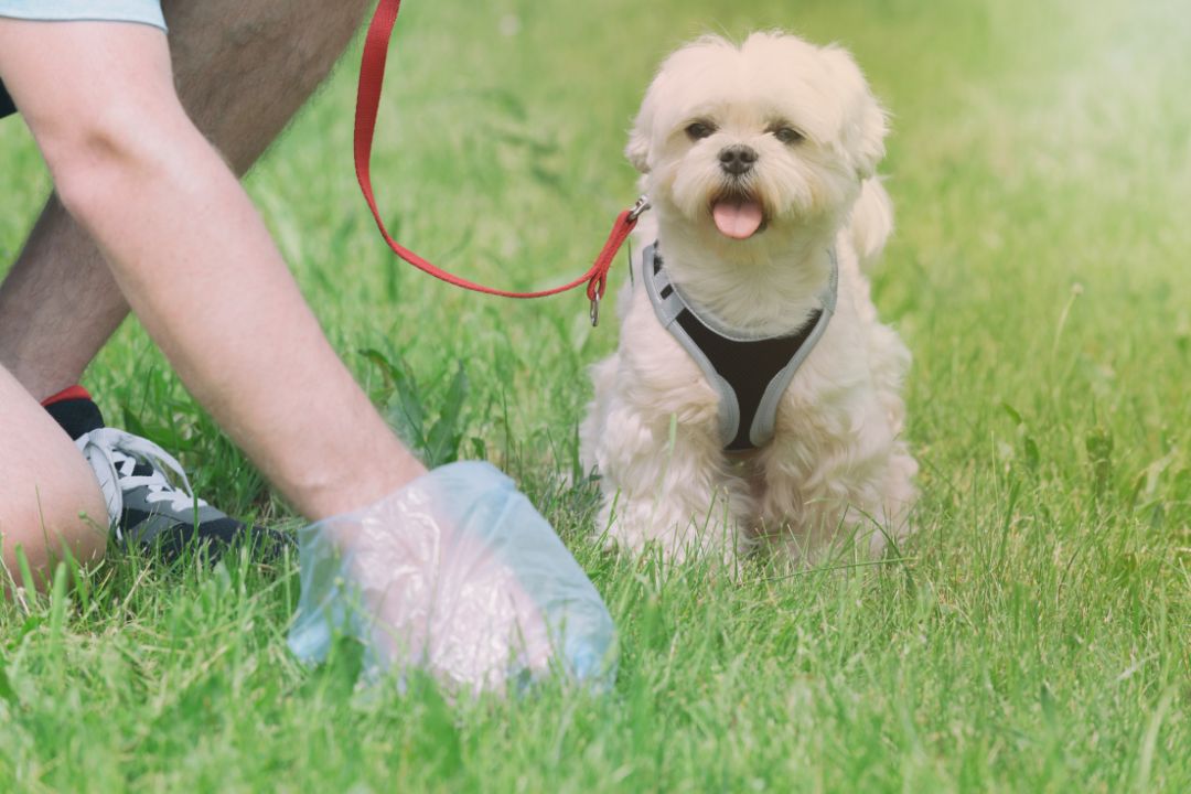 How to Dispose of Dog Poop the “Green” Way | Pettable