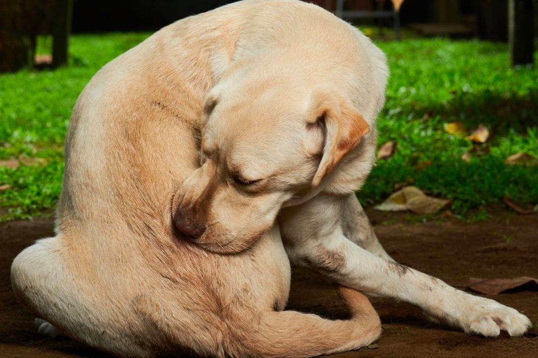 Scab On Your Dog? Here's What to Do | Pettable