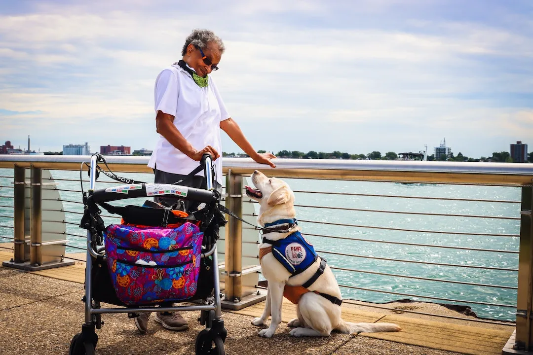 Can You Legally Ask For Proof Of Service Dog Pettable