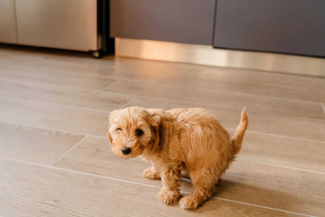 How Long Does it Take to Potty Train a Puppy? | Pettable Academy