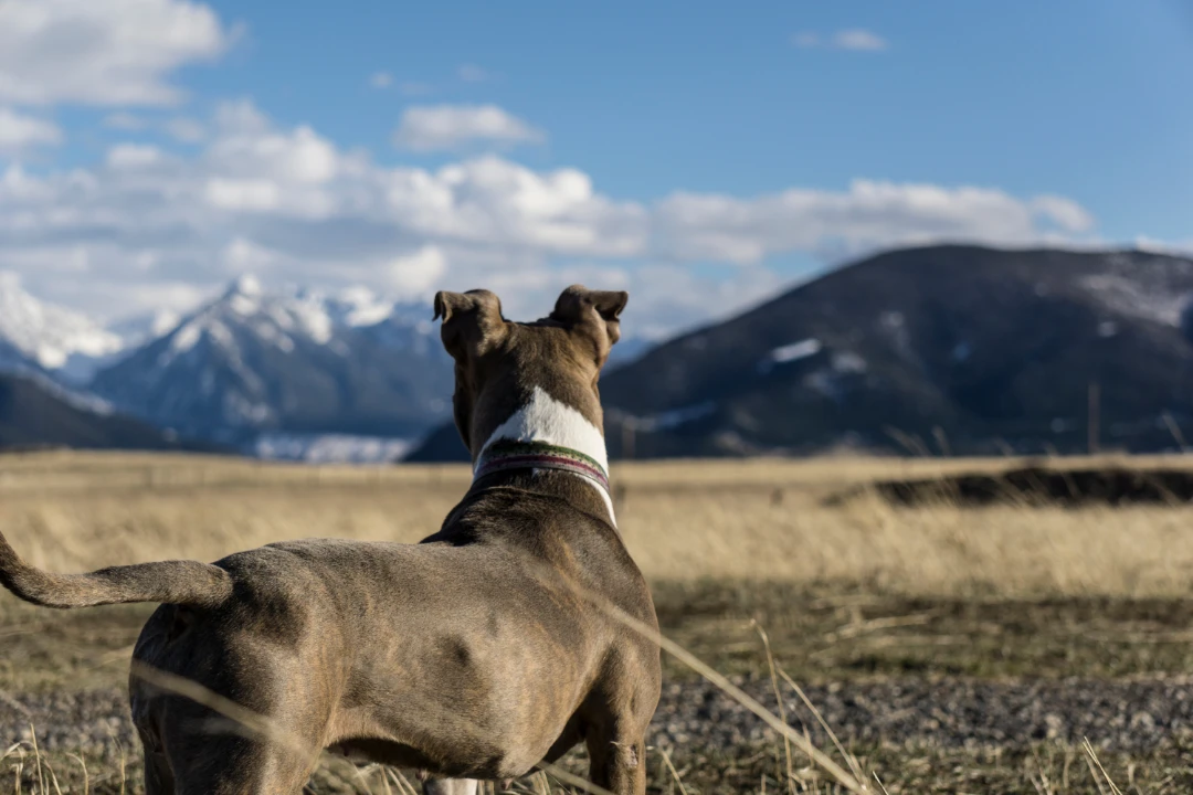 Montana Emotional Support Animal (ESA) Laws (2023) | Pettable