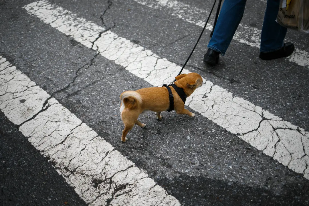 How to Get a Service Dog in New York