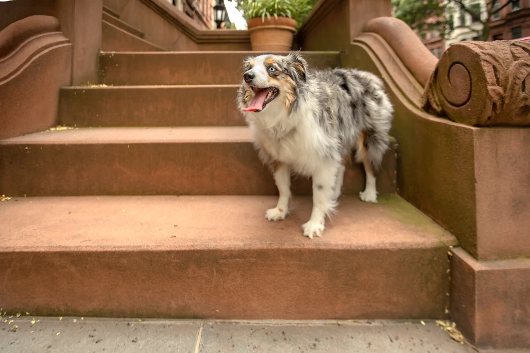 How to Get a Service Dog in New York