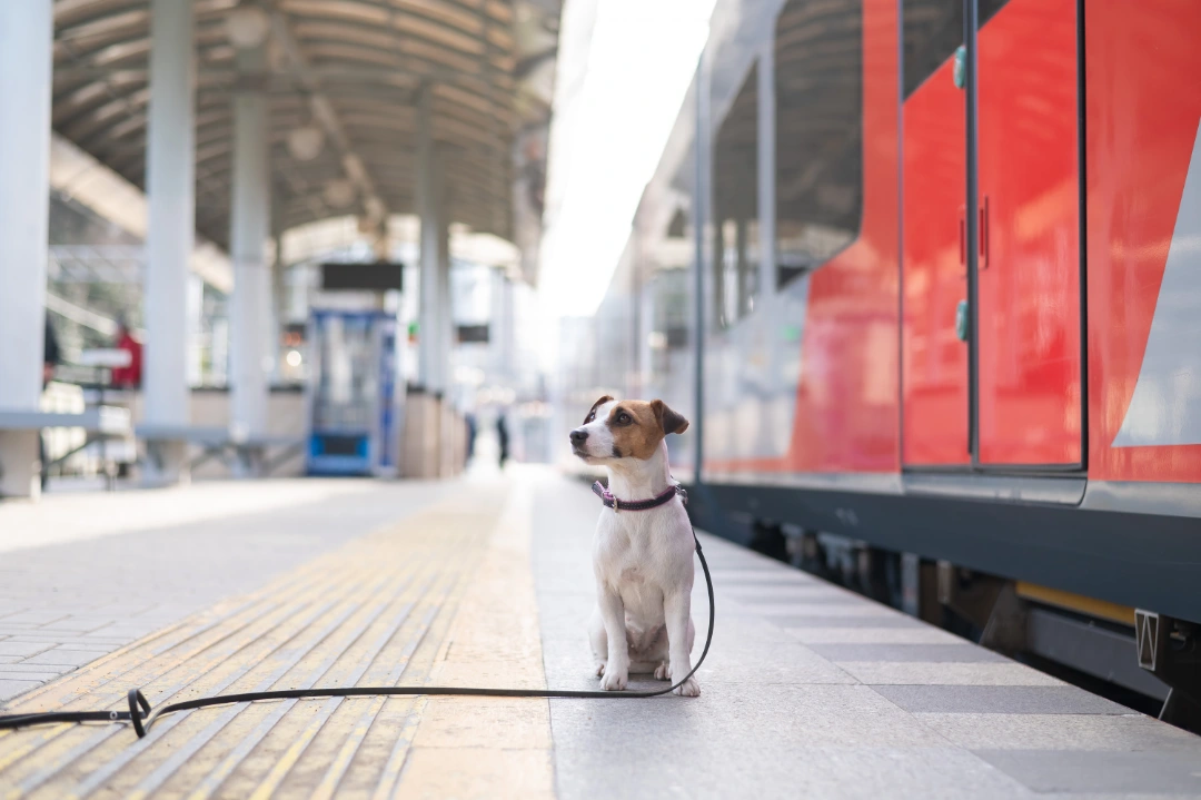 Amtrak Dog Policy for Service Dogs & ESAs (2024)