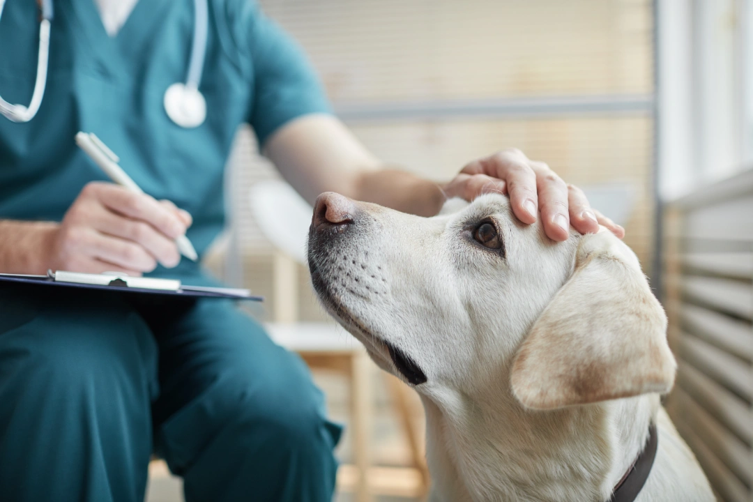 How to Get a Doctor’s Note For a Service Dog (Online)