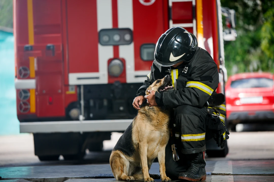 PTSD Service Dogs - Training & How to Qualify