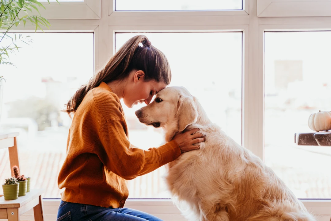Therapy & Comfort Dogs - Certification and How They Help