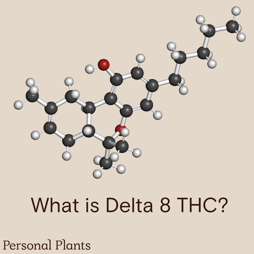 Personal Plants | Developing mindful relationships with psychoactive plants