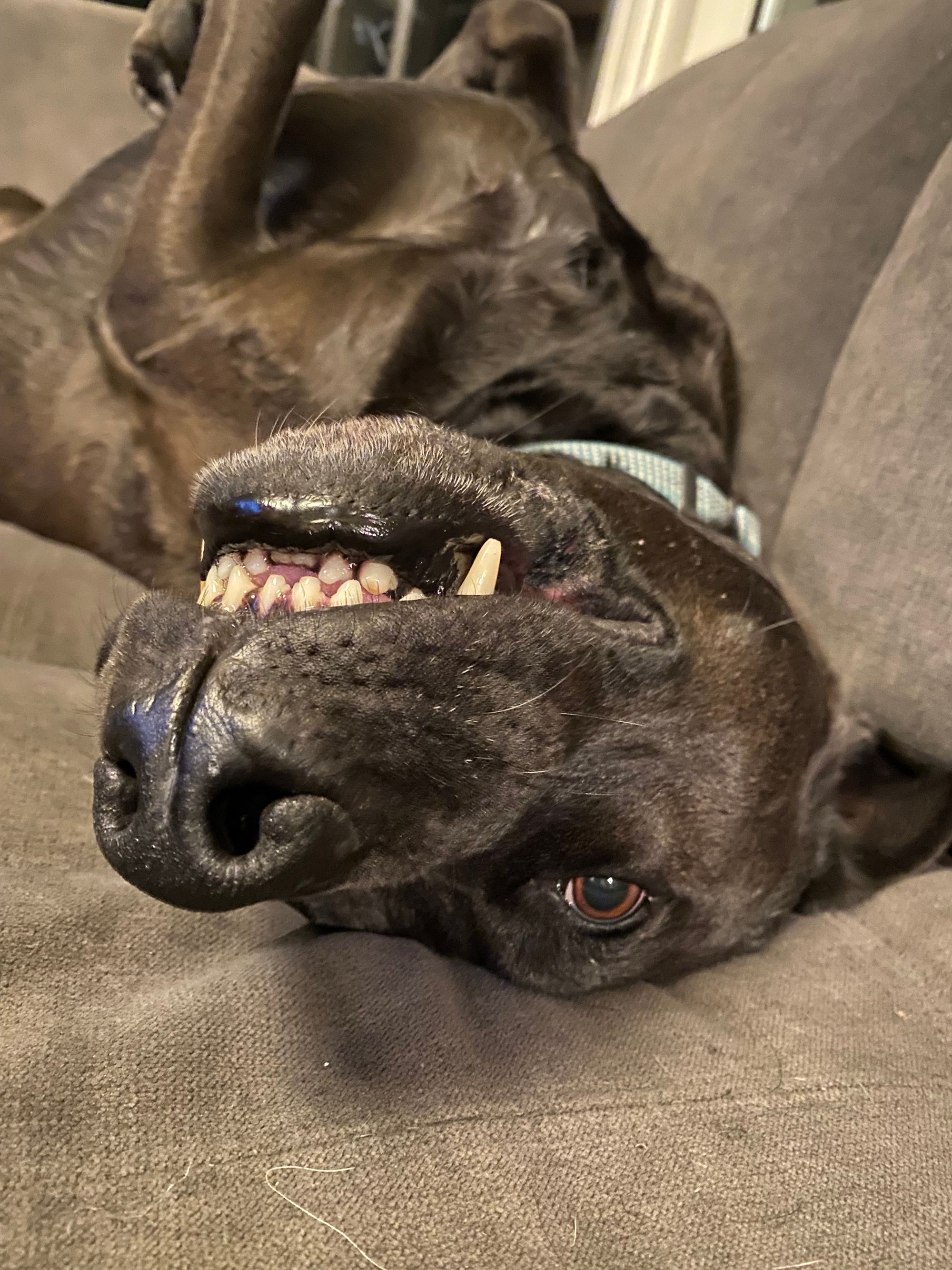 Personal Plants | Developing mindful relationships with psychoactive plants