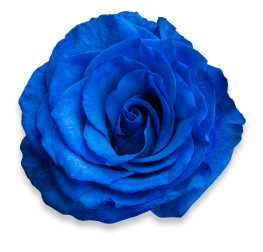 The #1 Rated Trucking Software for Carriers and Brokers | Rose Rocket