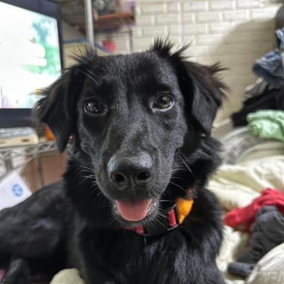 寵物訓練師費用、收費標準、訓練效果一次瞭解｜犬研室 | 犬研室 The Doggy Lab