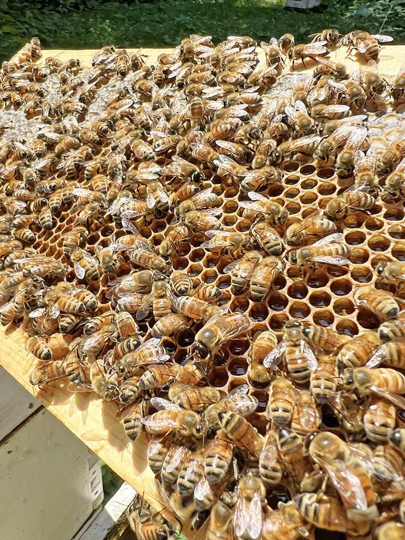 Healthy Honey Raspberry Chocolate Chip Freezer Fudge