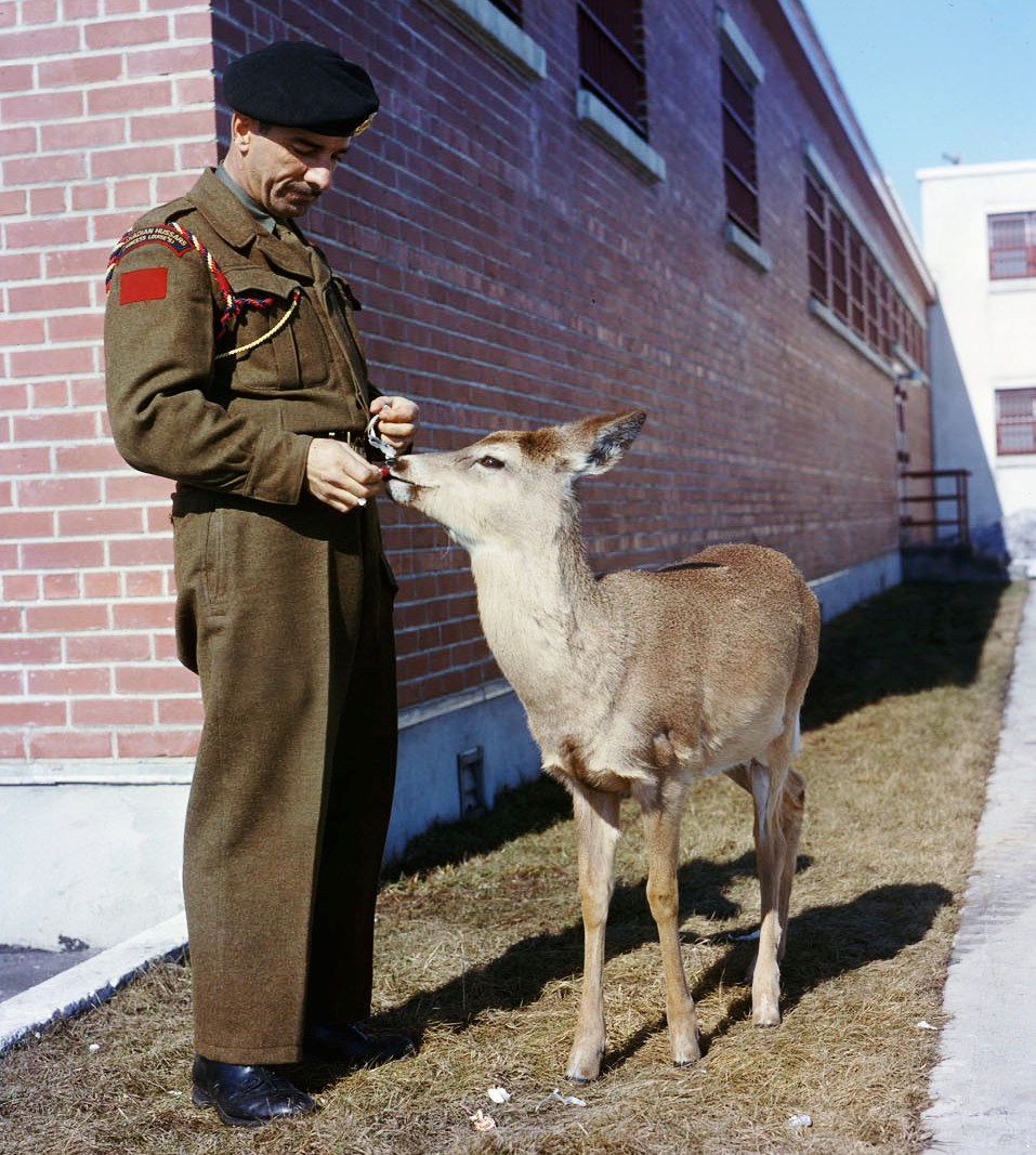8th Canadian Hussars (Princess Louise's)