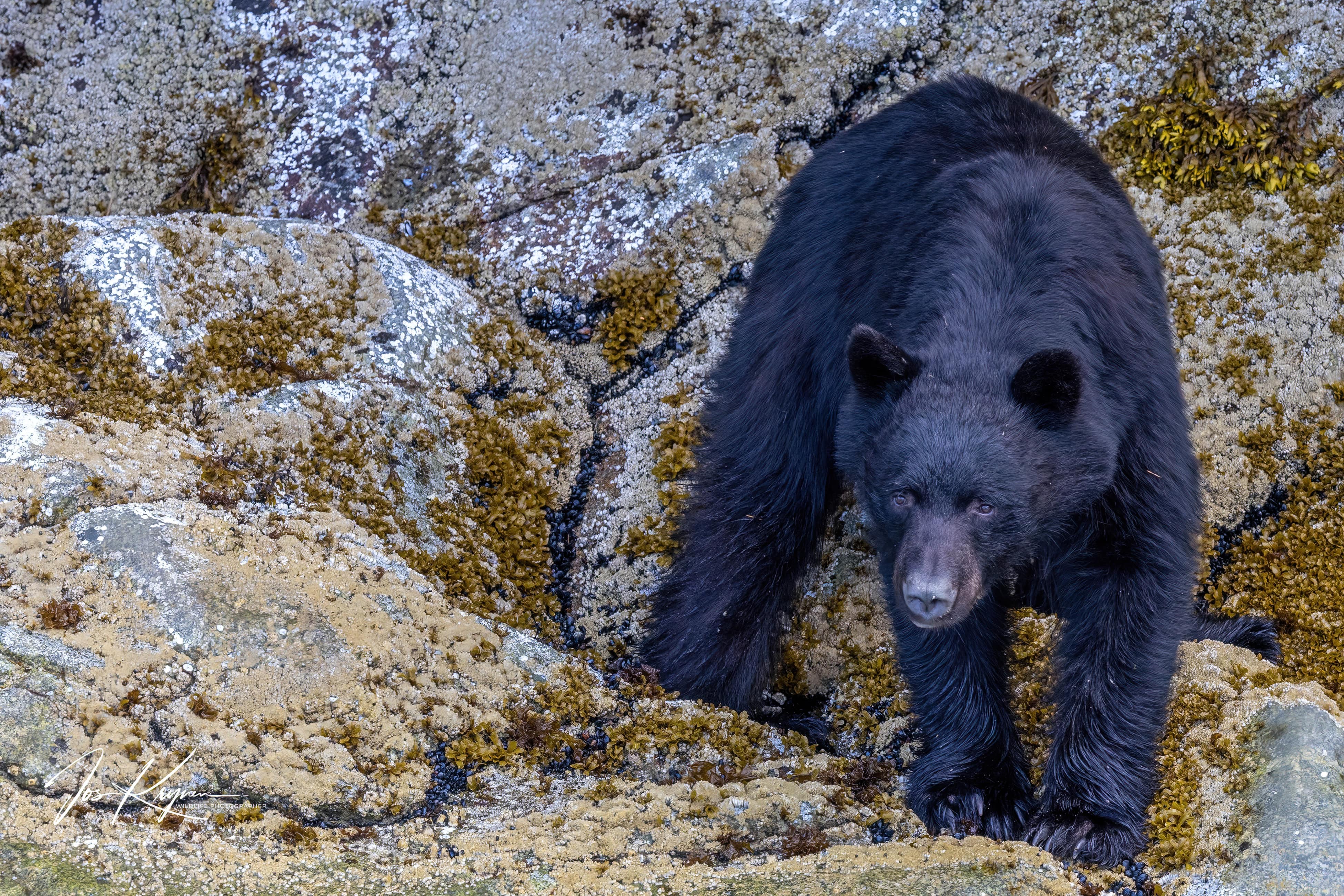 Unforgettable Toba Inlet Tour: See Bears, Waterfalls, BC Wildlife
