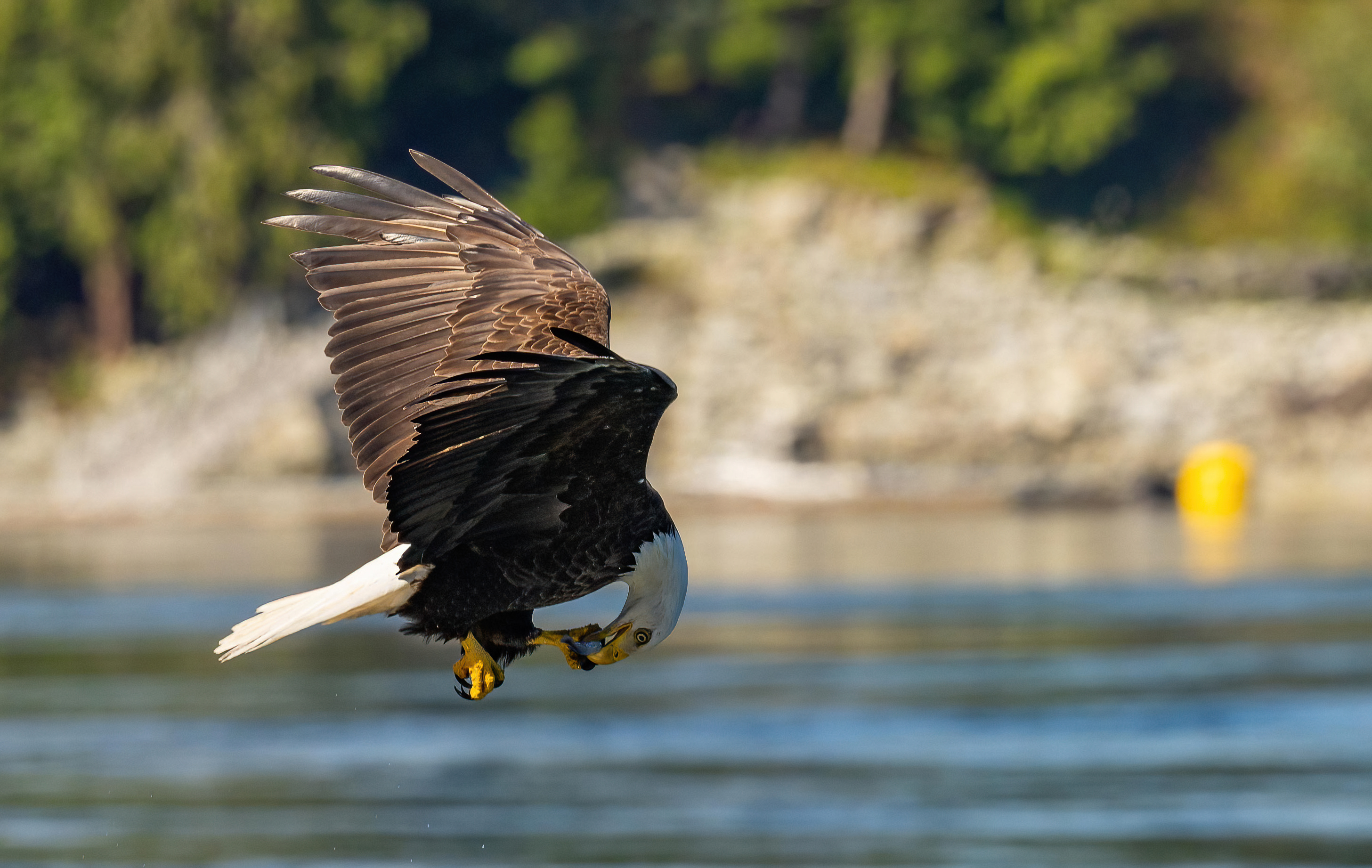 Bald Eagle Watching Adventure - Witness Majestic Eagles Feasting in ...