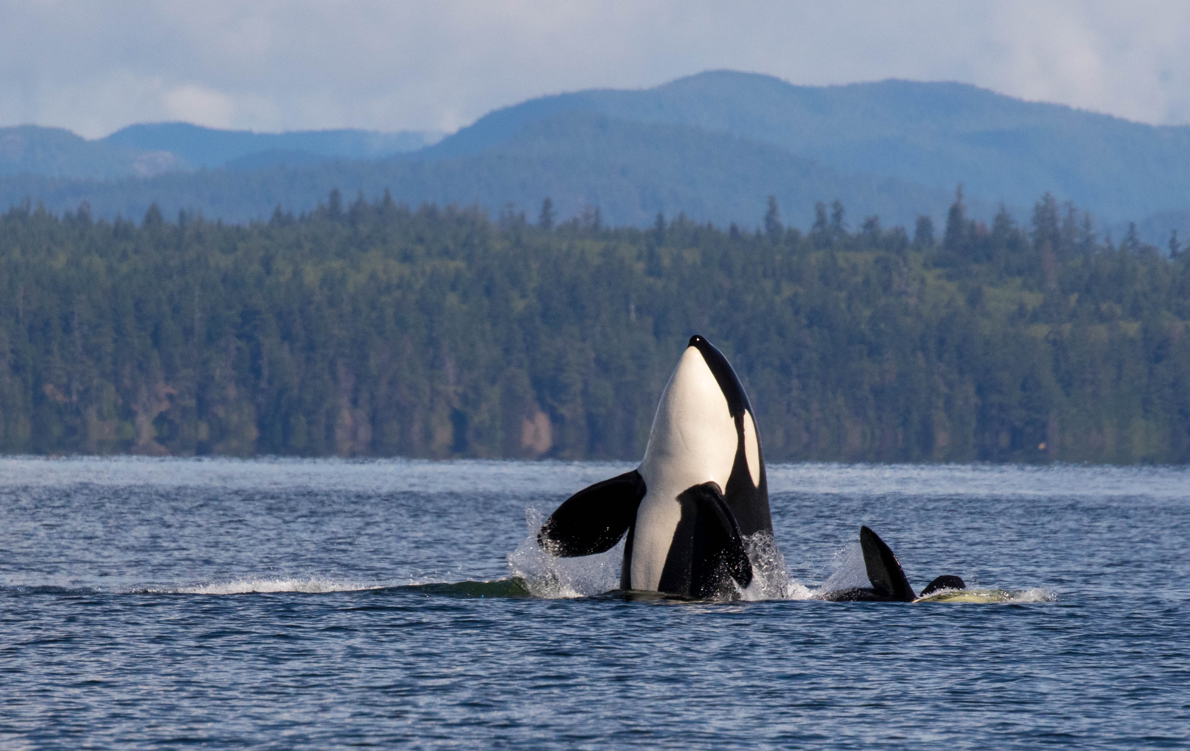 How Much Does Whale Watching Cost in British Columbia?