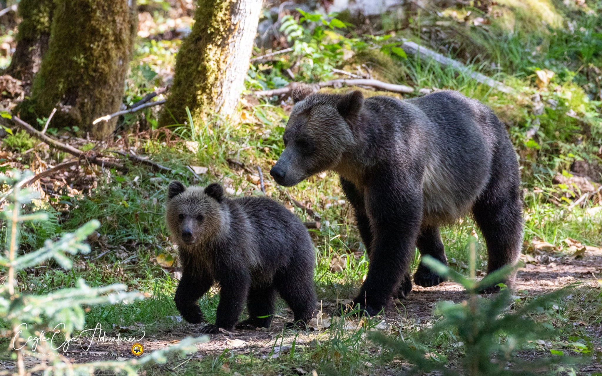 The Best Grizzly Bear Tours in British Columbia: Unveiling the Top Spot ...