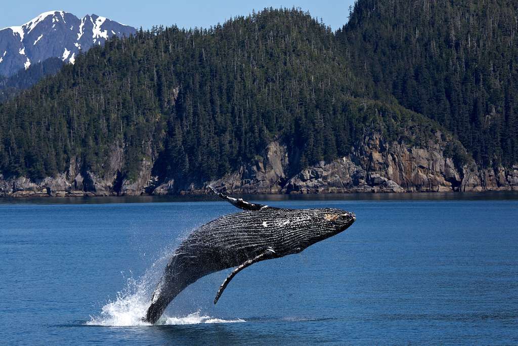 Where To Go Whale Watching in British Columbia