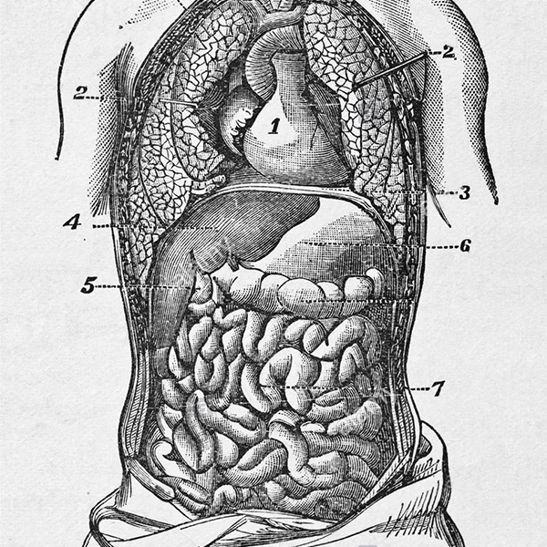 Viscerology - Study of the Viscera