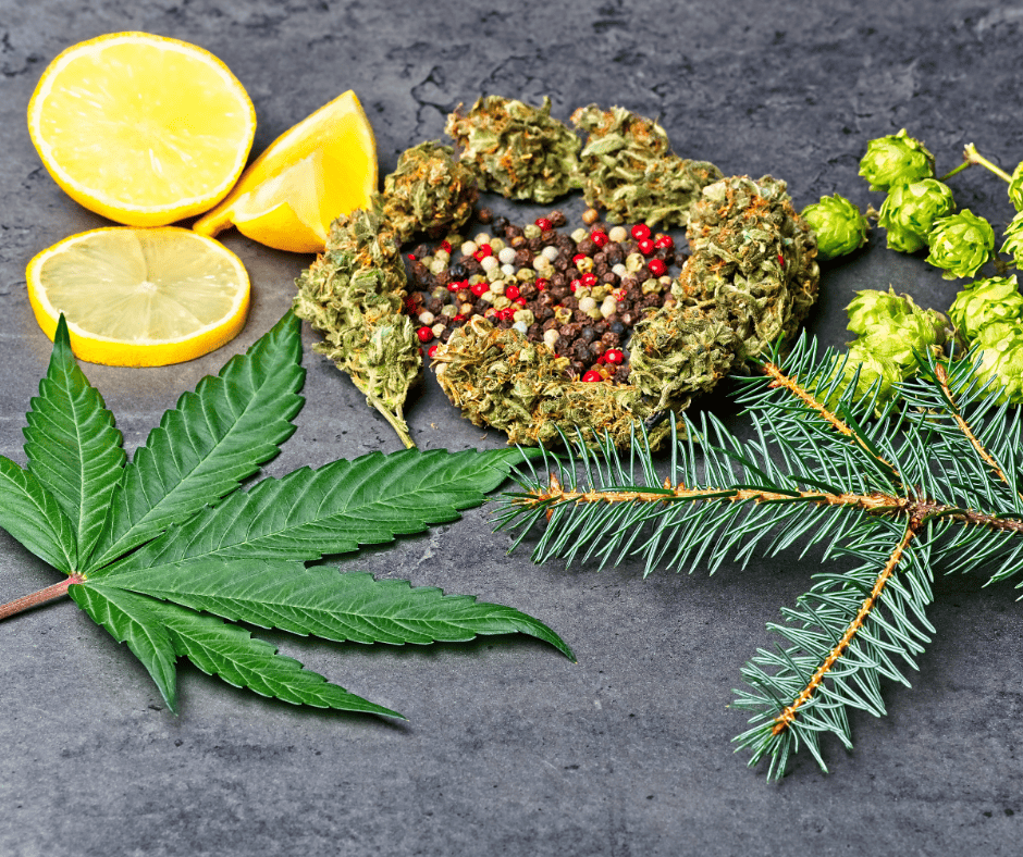 What Are Terpenes And What Do Terpenes Do?