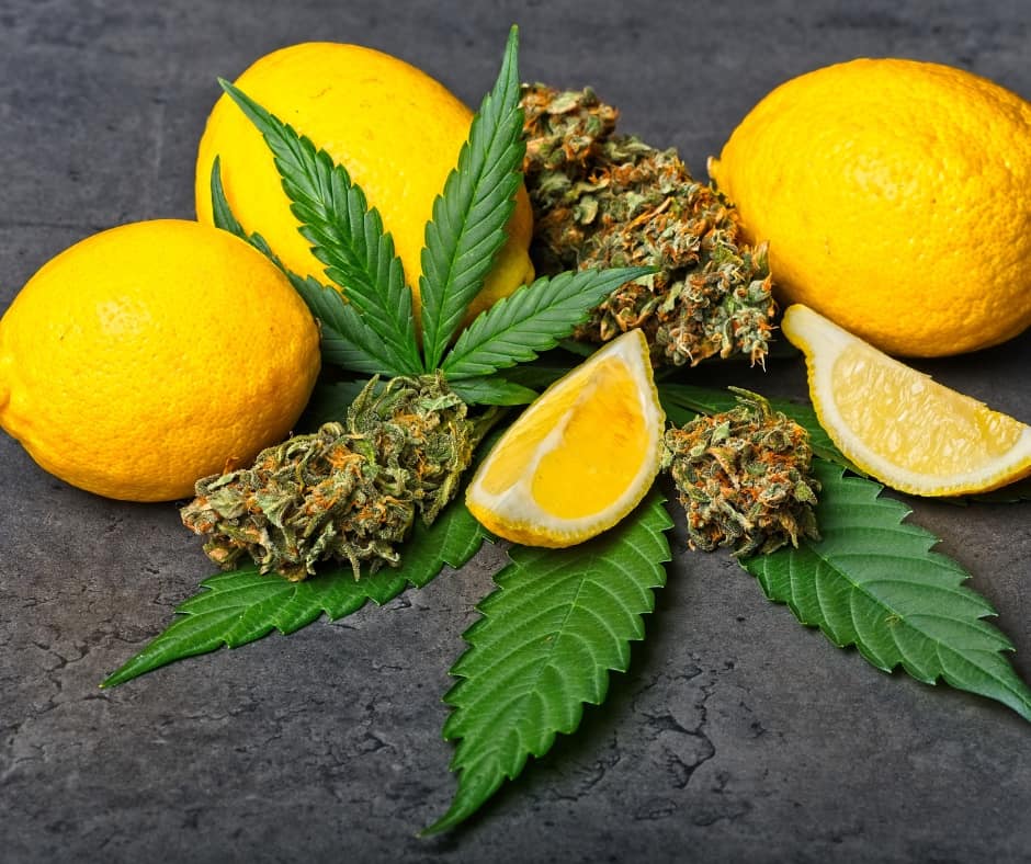 How to choose the right cannabis terpenes for your needs | Temescal ...