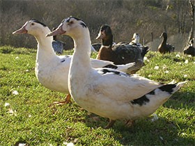 La ferme des Perrelles- Le Petit Paumé