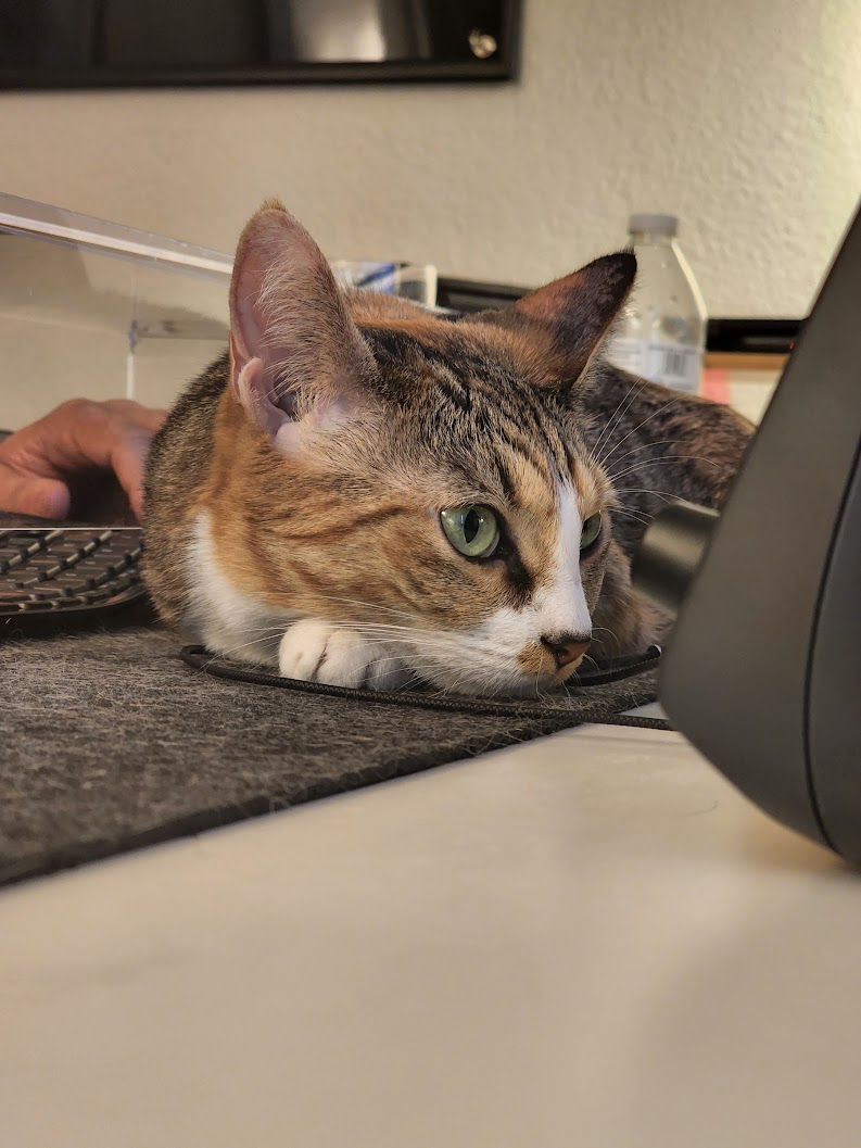 Desk Cats Are the Best Cats | Progress | J.A. Hernandez