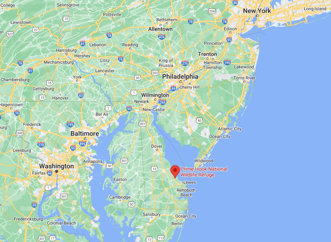 Prime Hook Swamp Creature of Delaware | Into Horror History | J.A ...