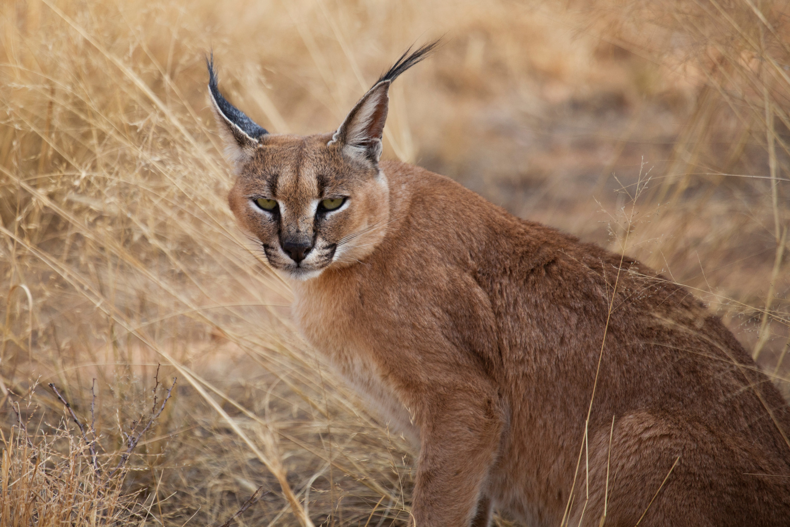Prime Hook Swamp Creature of Delaware | Into Horror History | J.A ...