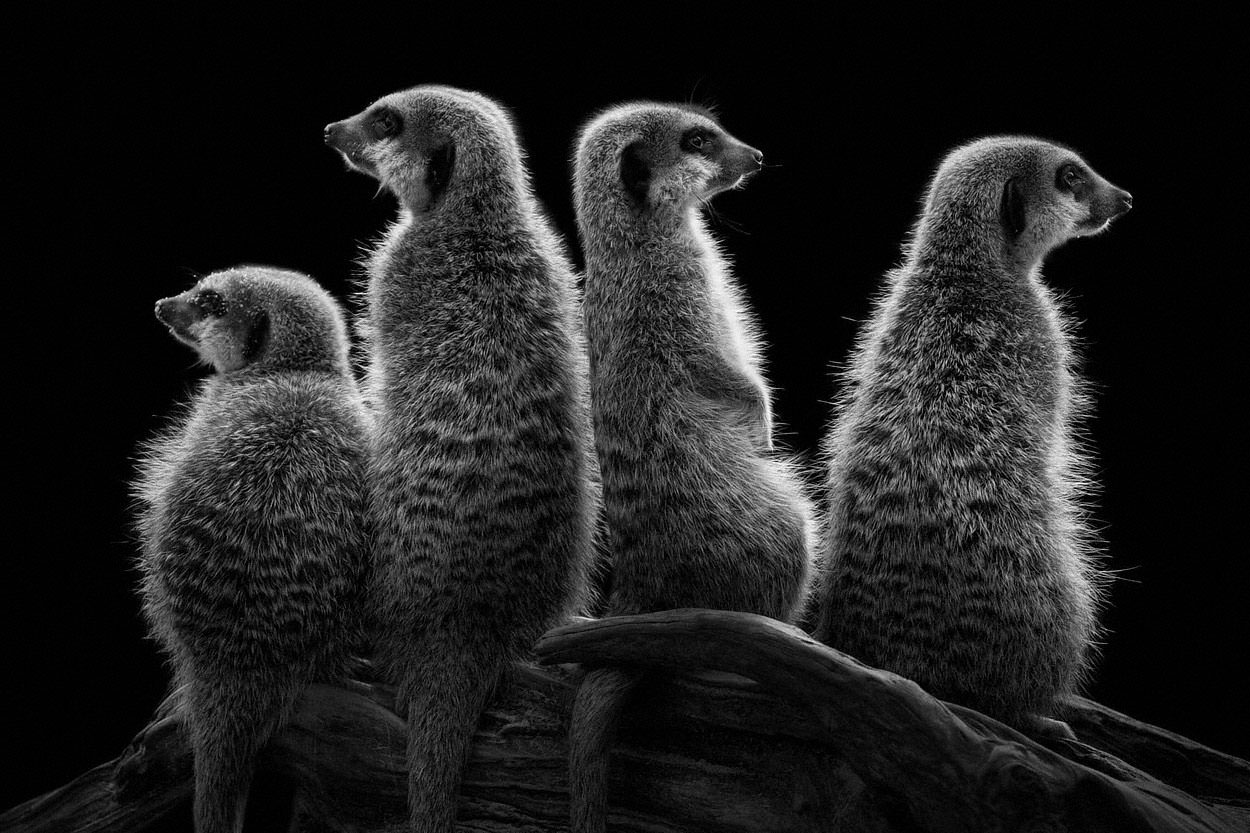 High Contrast Animal Photography