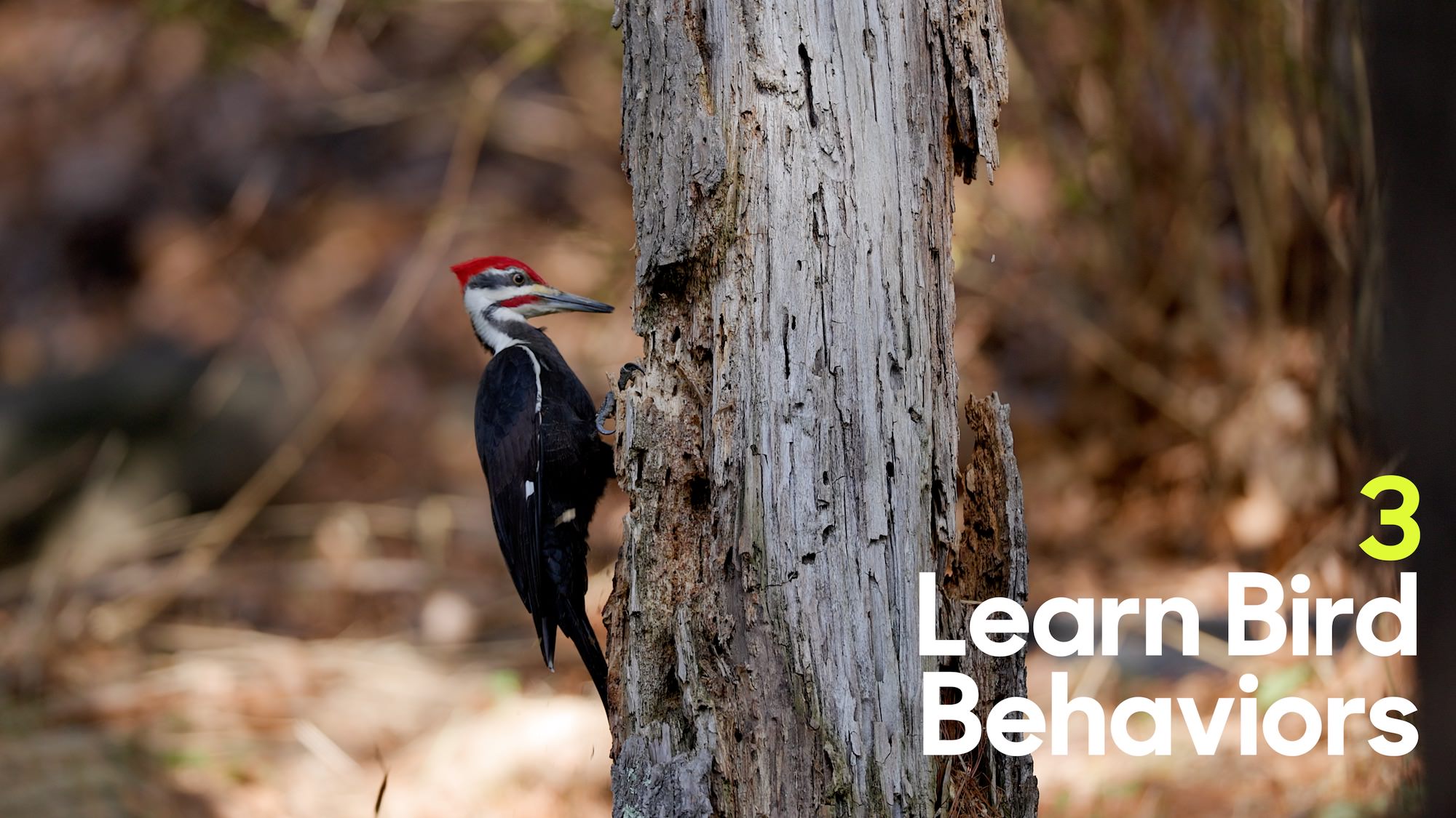 How backyard birding can improve your photography and workflow