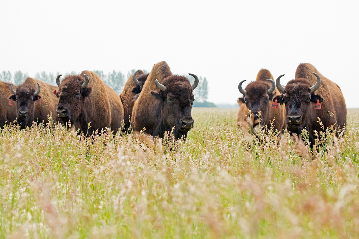 Noble Premium Bison joins Land to Market