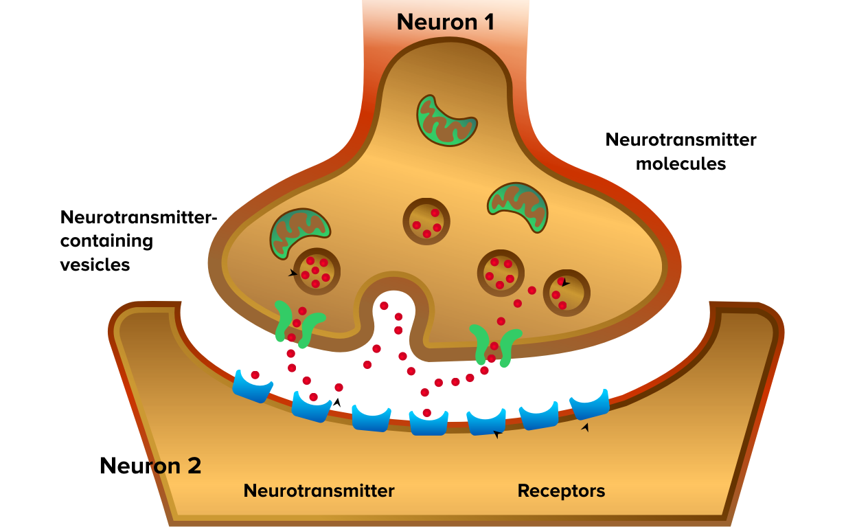 The Ultimate Patient's Guide to TMS Therapy