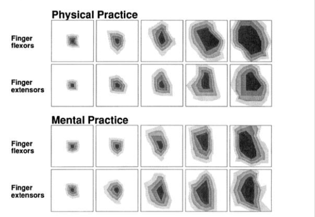 Using TMS to Study Fine Motor Skills