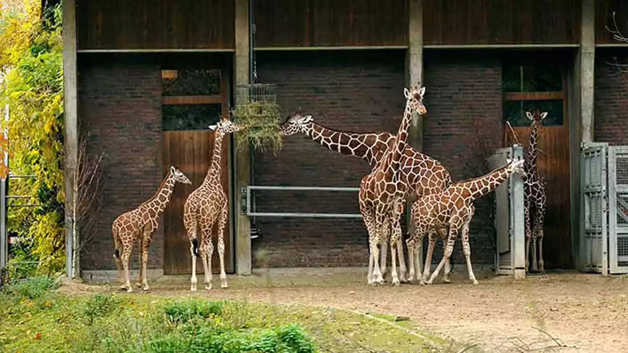Klner Zoo Riehler Strae Nippes