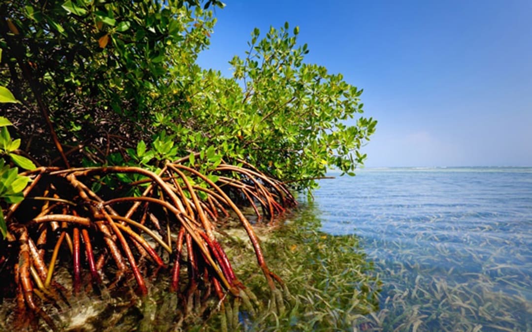Florida Waterkeepers