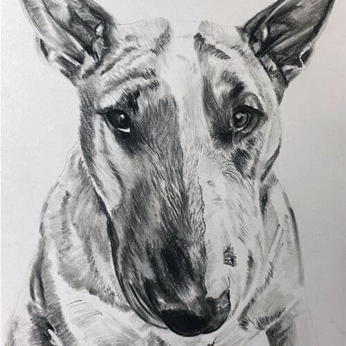 Huisdiertekening - Mooie zwart-witte kat getekend met houtskool op A4