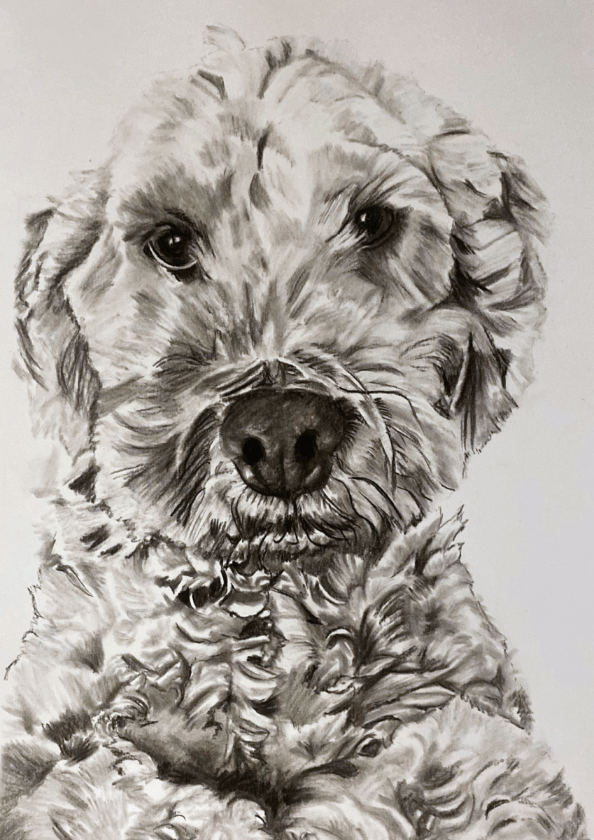 Huisdiertekening - Tekening Labradoodle Bailey A4 Houtskool