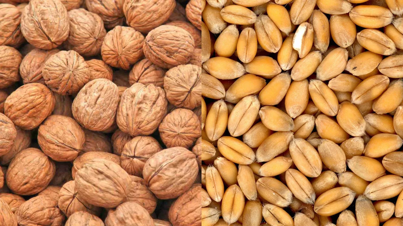 Constructie Bruynooghe - Noten en granen verwerking