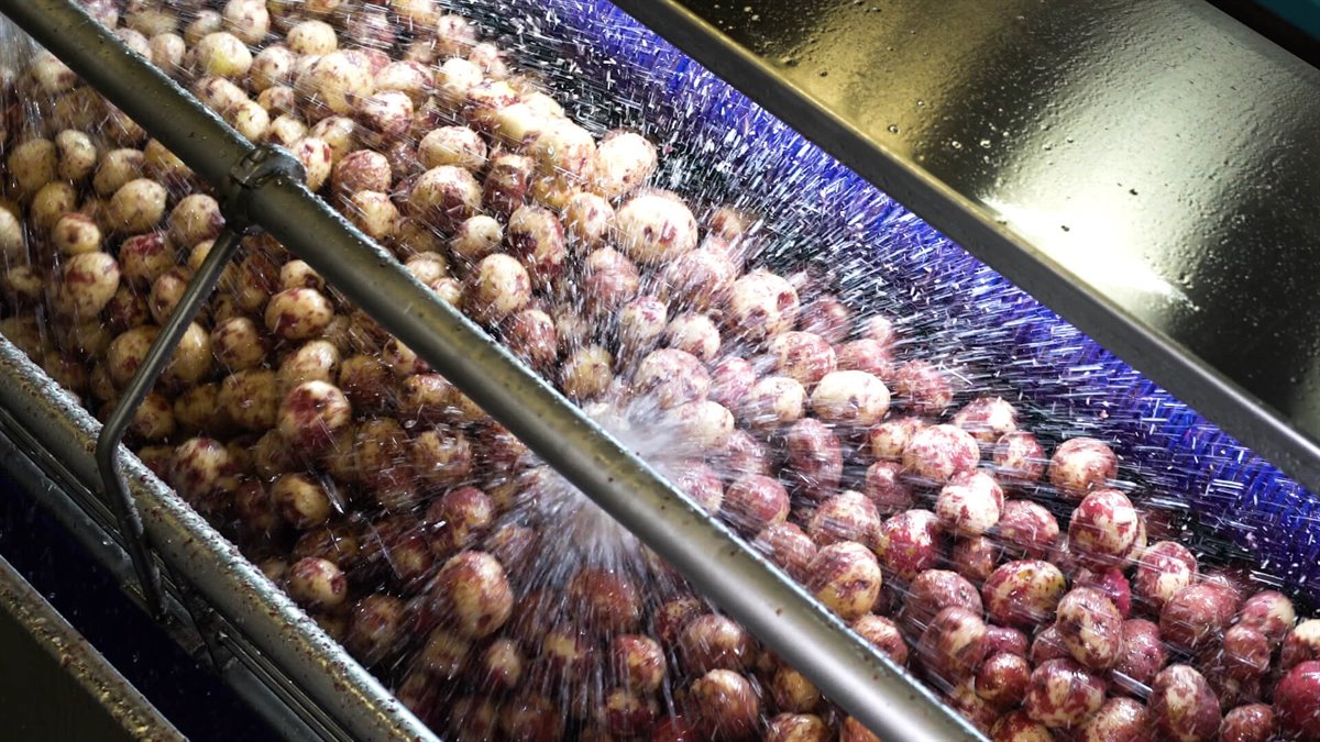 Steam Boiler for Making Skinless Potatoes