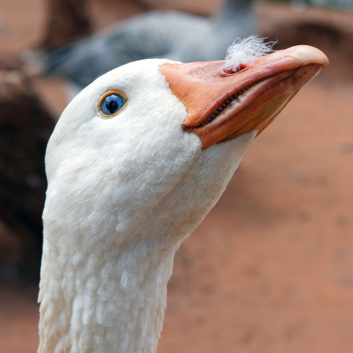 Mother Goose Estate Agency Tunbridge Wells