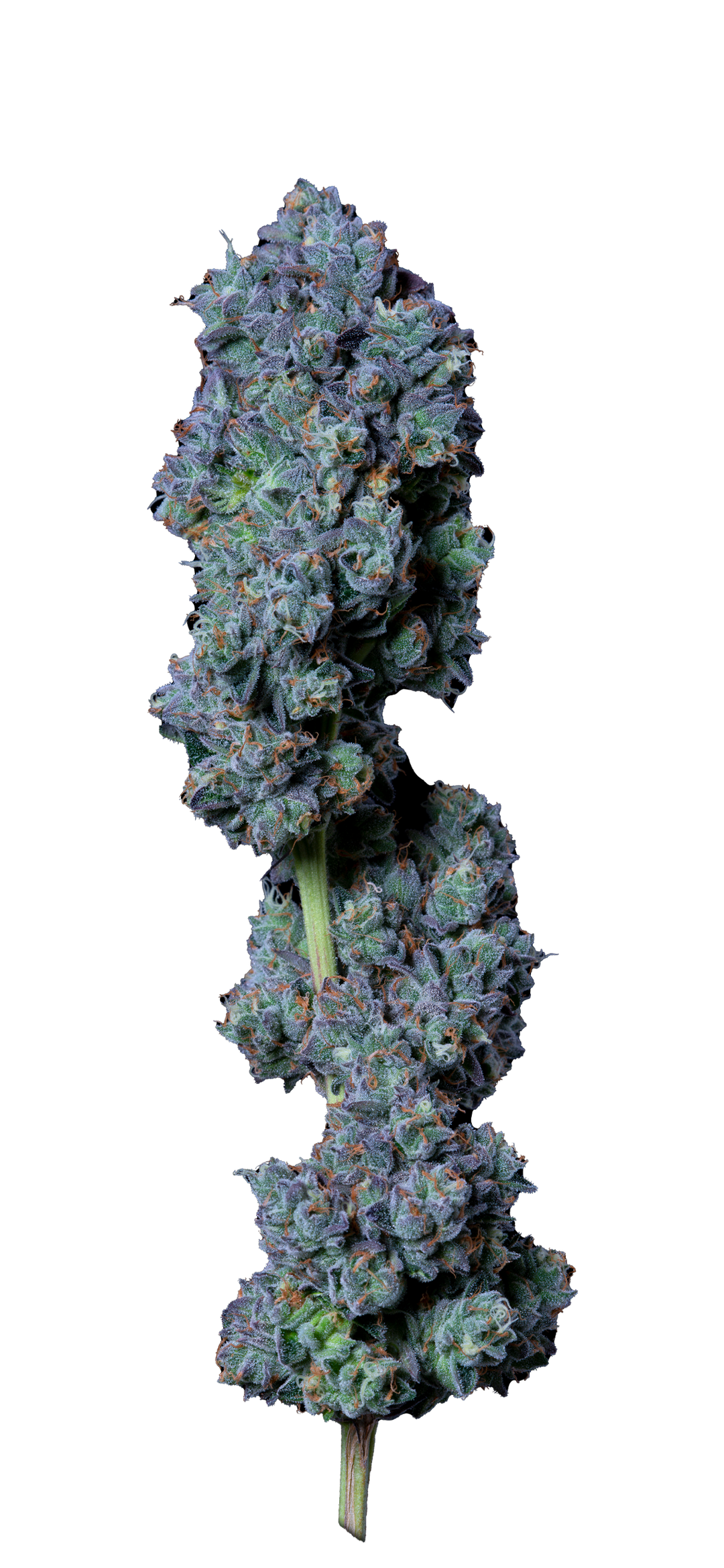 AltSol is Washington DC's Finest Cannabis Cultivator