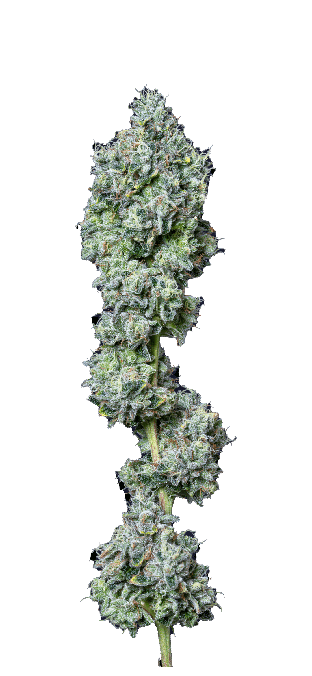 AltSol is Washington DC's Finest Cannabis Cultivator