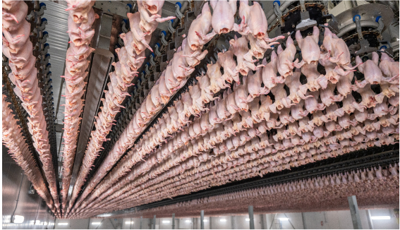 Air Chilling - BAADER Poultry