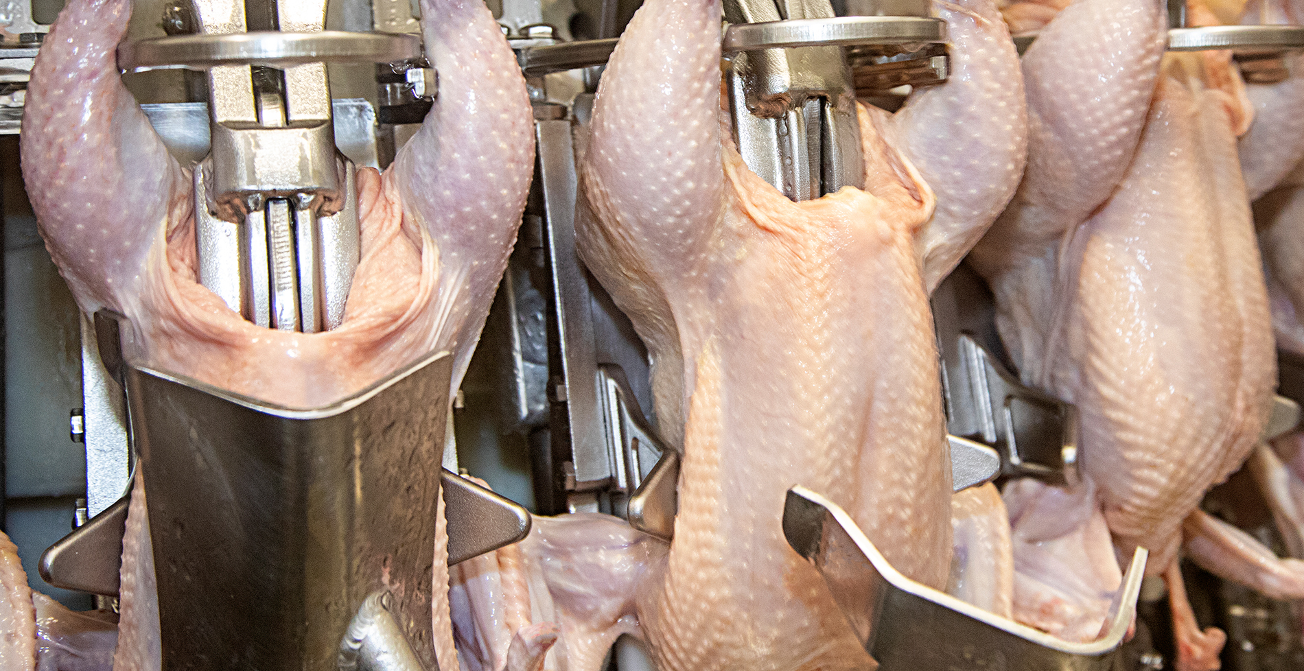 Murray‘s Chicken Streamlines the Evisceration Process and Adds ...