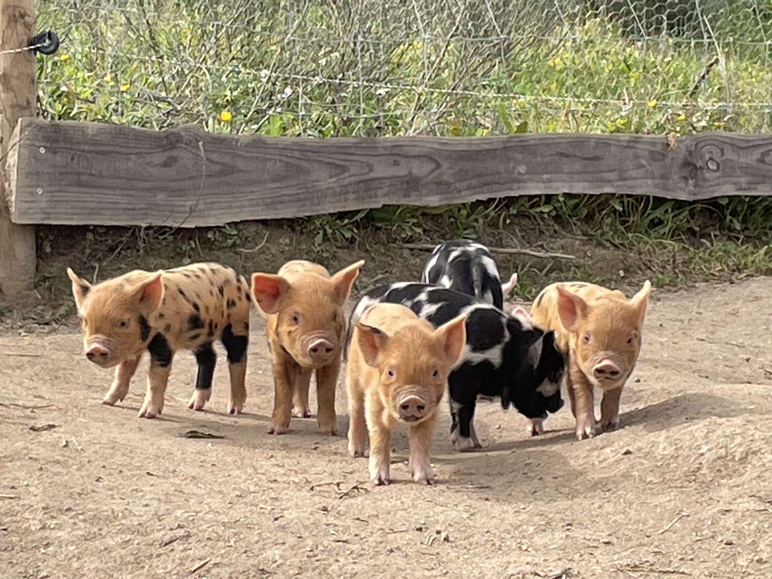 How Cindy got back to her farm and pigs in Portugal! | Bordr