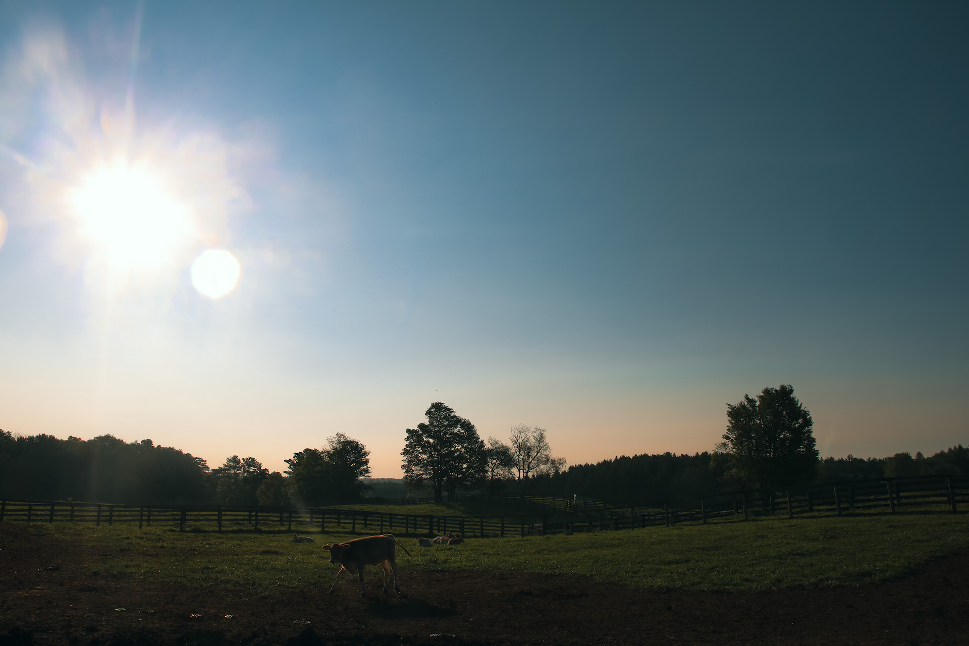 The Farm | Regis Farms