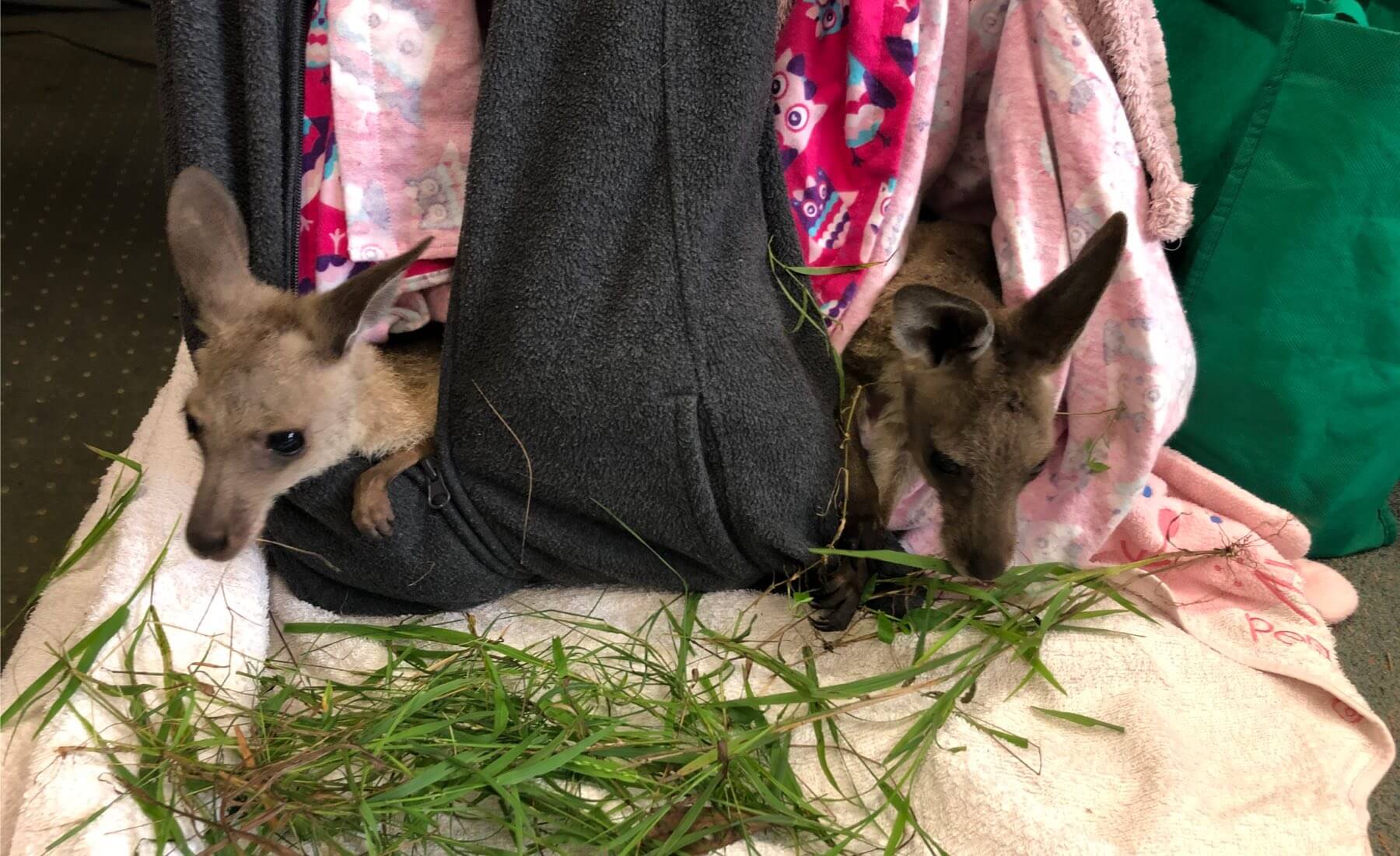 Sydney Wildlife Rescue | What should I do if I find an injured animal?